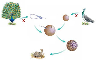 Kullaya School: Reproduction